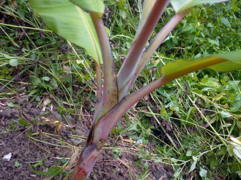 Musa Ney Poovan | 沖縄バナナ - OKINAWA BANANA