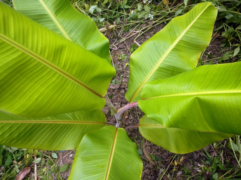 Musa Ney Poovan | 沖縄バナナ - OKINAWA BANANA